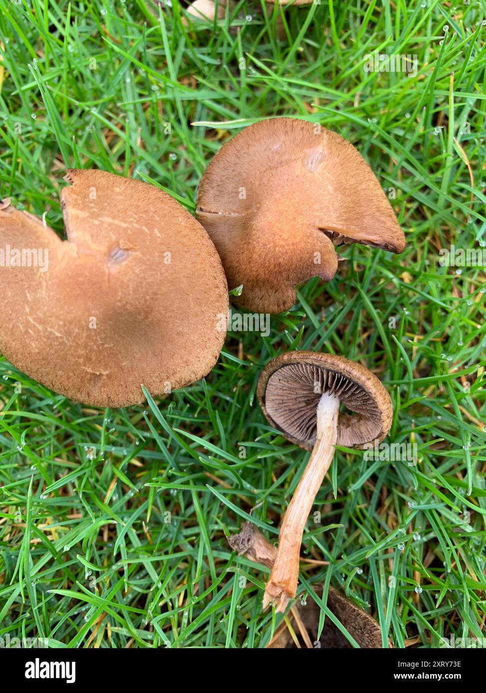 weeping widow (Lacrymaria lacrymabunda) Fungi Stock Photo - Alamy