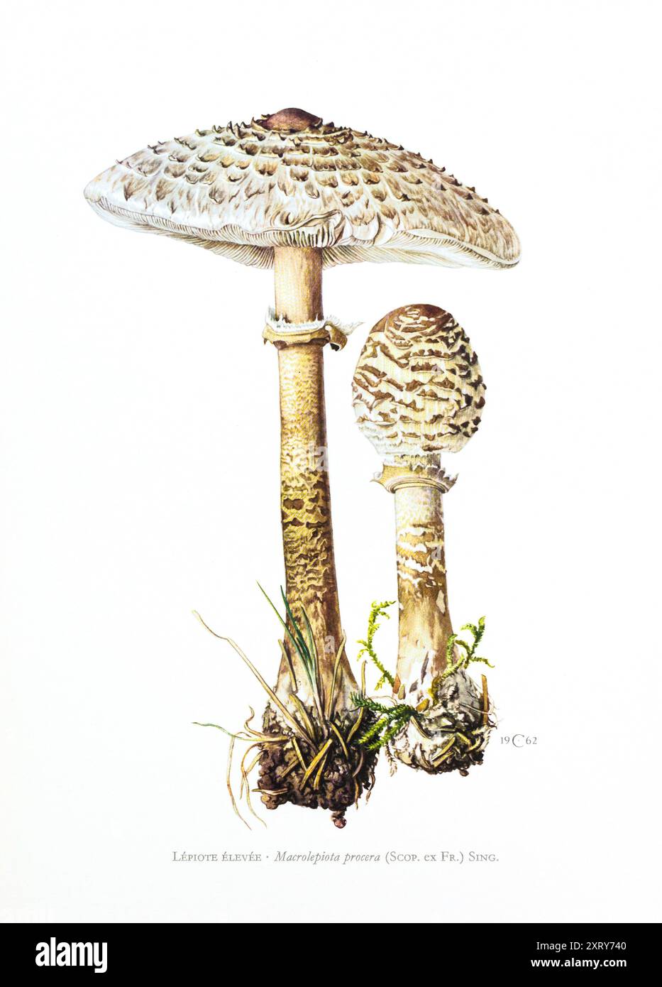 Macrolepiota procera illustration hi-res stock photography and images ...