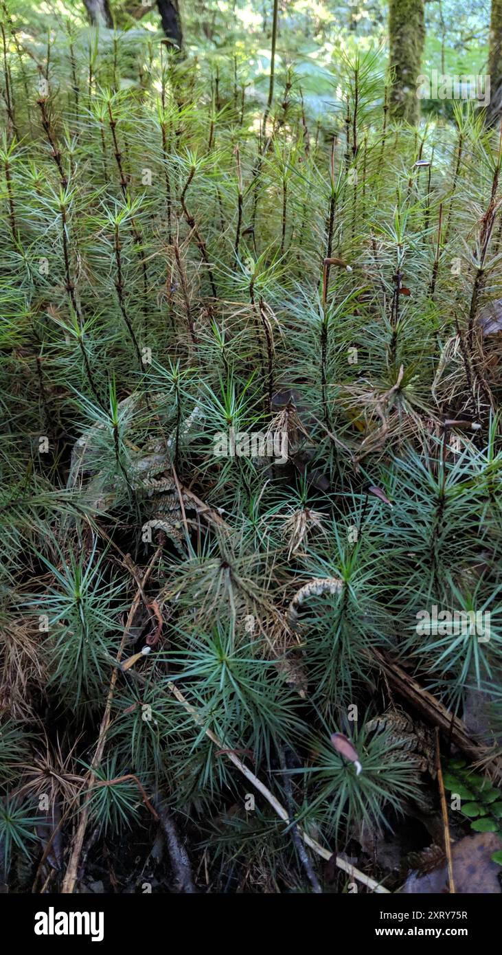 giant moss (Dawsonia superba) Plantae Stock Photo - Alamy