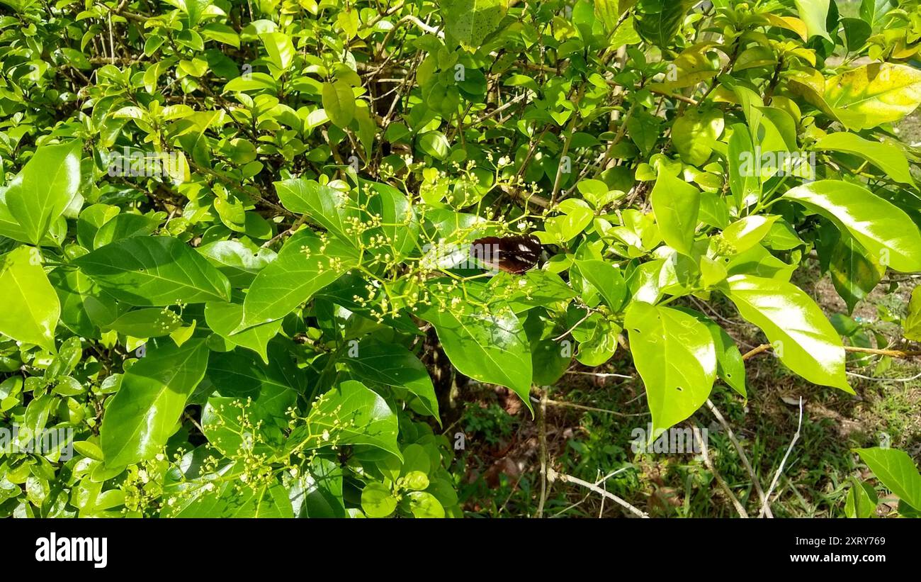 (Premna obtusifolia) Plantae Stock Photo - Alamy