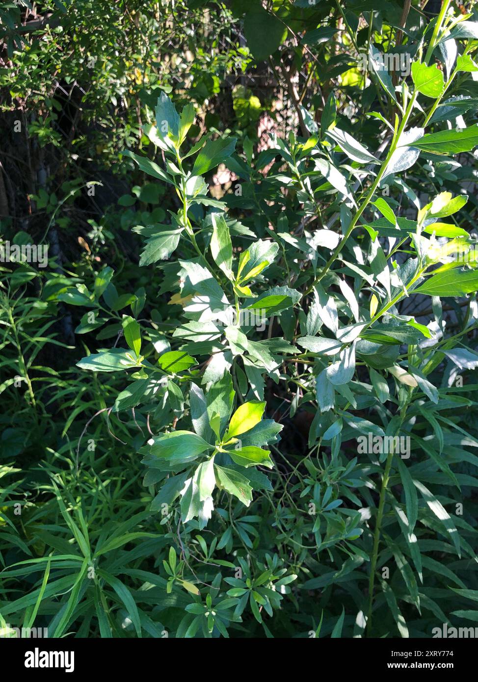 groundsel tree (Baccharis halimifolia) Plantae Stock Photo - Alamy