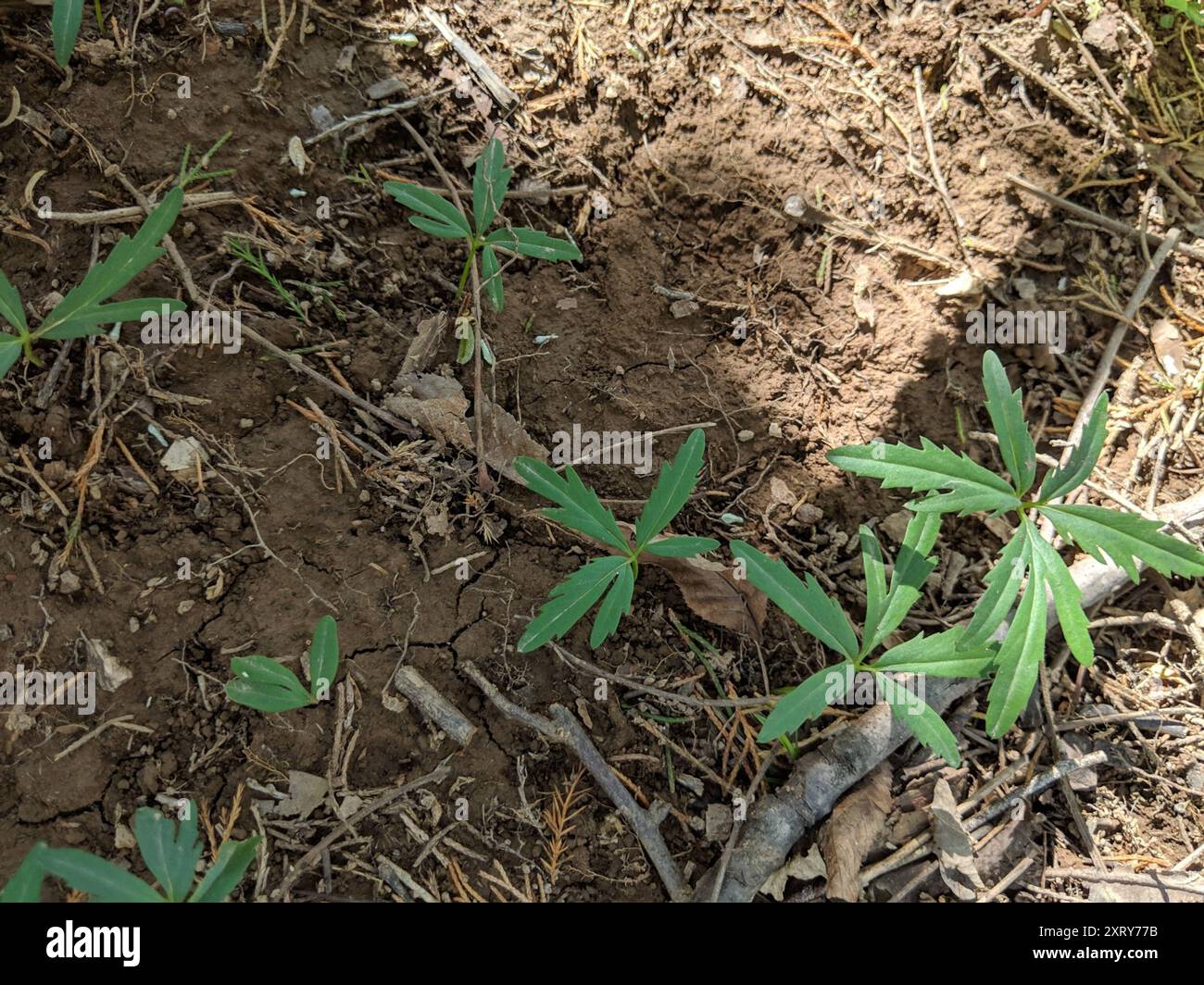 cut-leaved toothwort (Cardamine concatenata) Plantae Stock Photo - Alamy