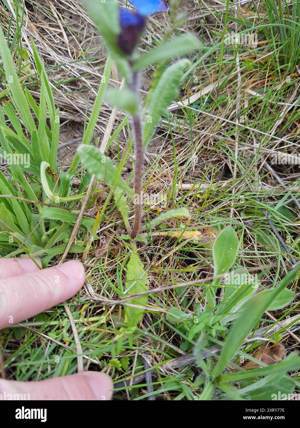 Italian Bugloss (Anchusa azurea) Plantae Stock Photo - Alamy