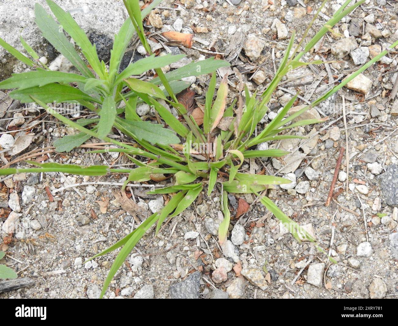 panic veldtgrass (Ehrharta erecta) Plantae Stock Photo - Alamy