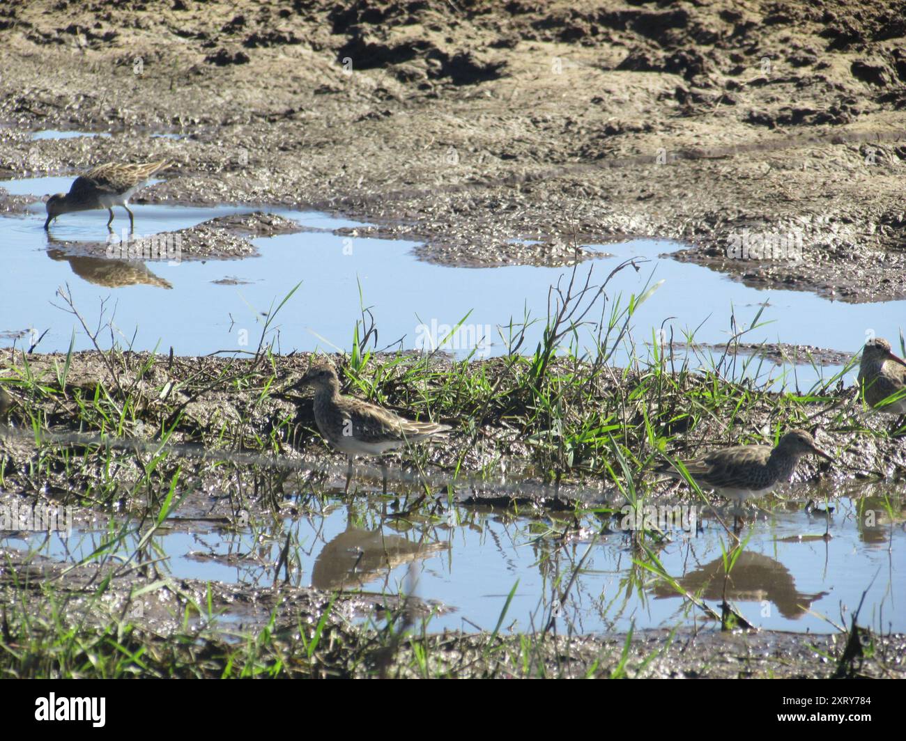 Pectoral Sandpiper (Calidris melanotos) Aves Stock Photo - Alamy