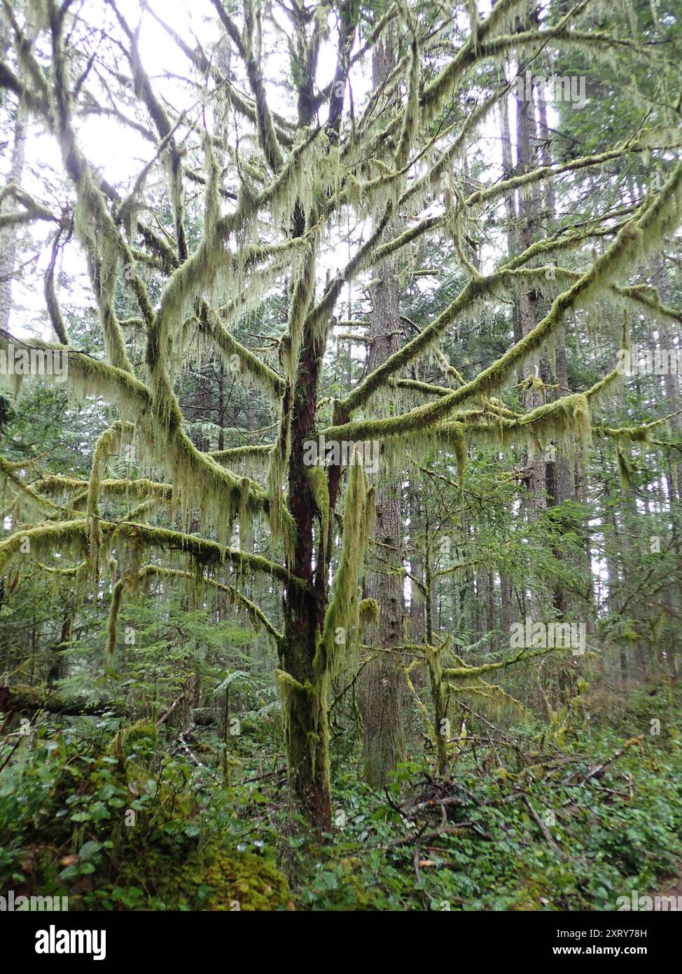 Pacific yew (Taxus brevifolia) Plantae Stock Photo - Alamy