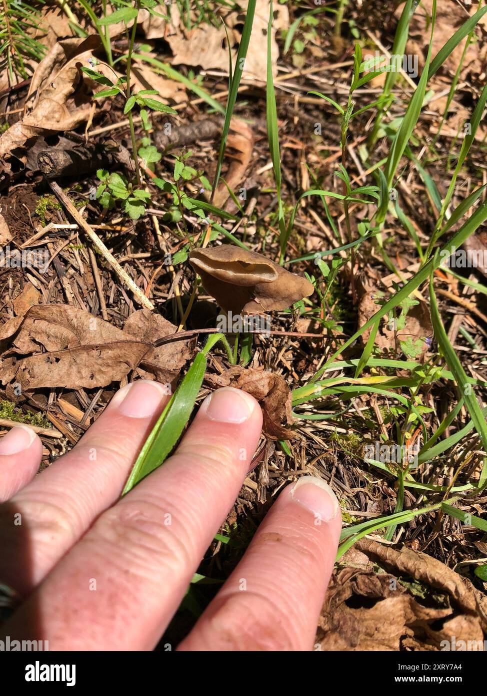 (Helvella compressa) Fungi Stock Photo - Alamy