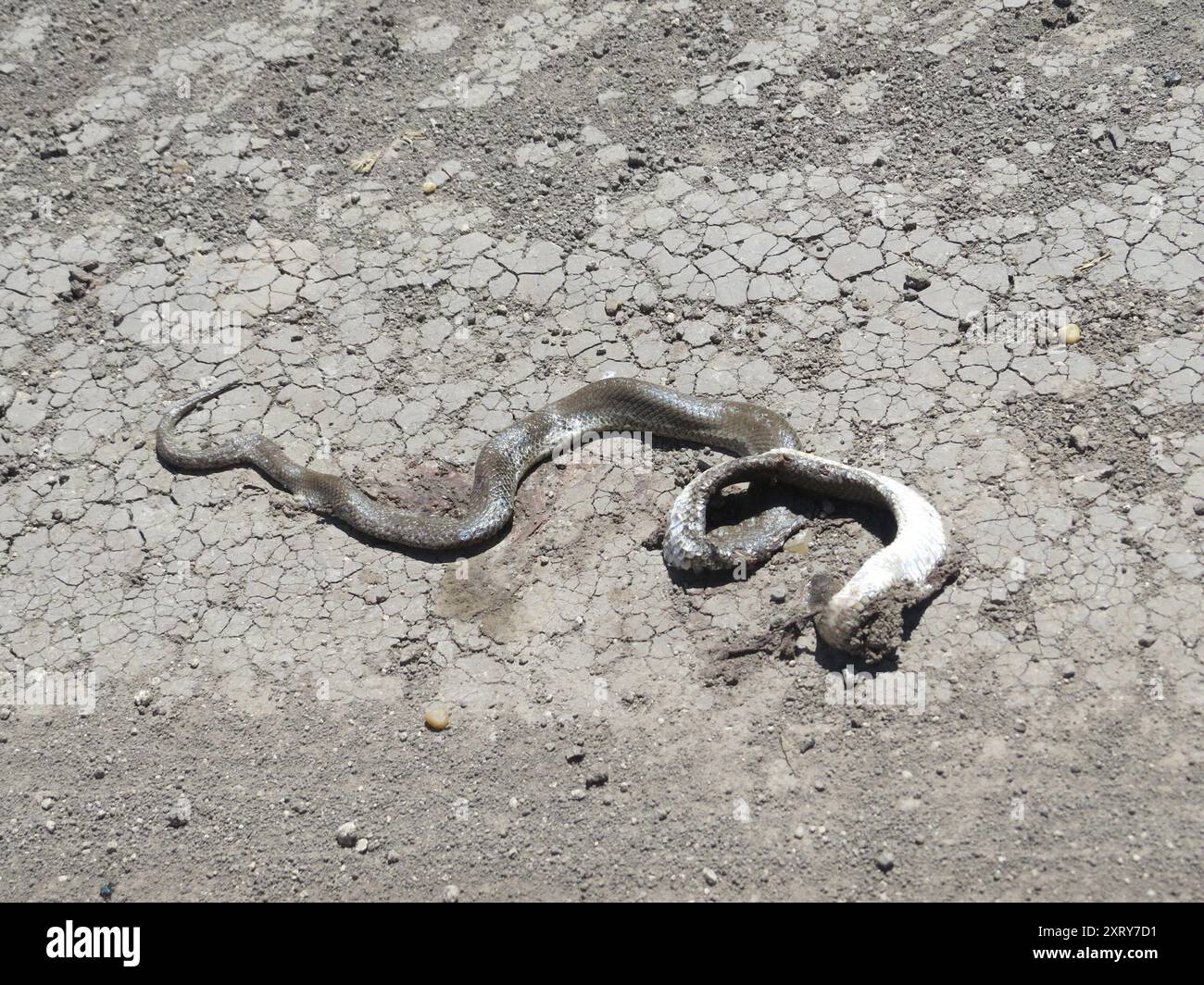 Paraphimophis rusticus hi-res stock photography and images - Alamy
