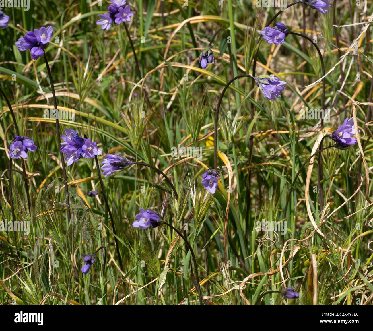 Blue Dicks (Dipterostemon capitatus) Plantae Stock Photo - Alamy