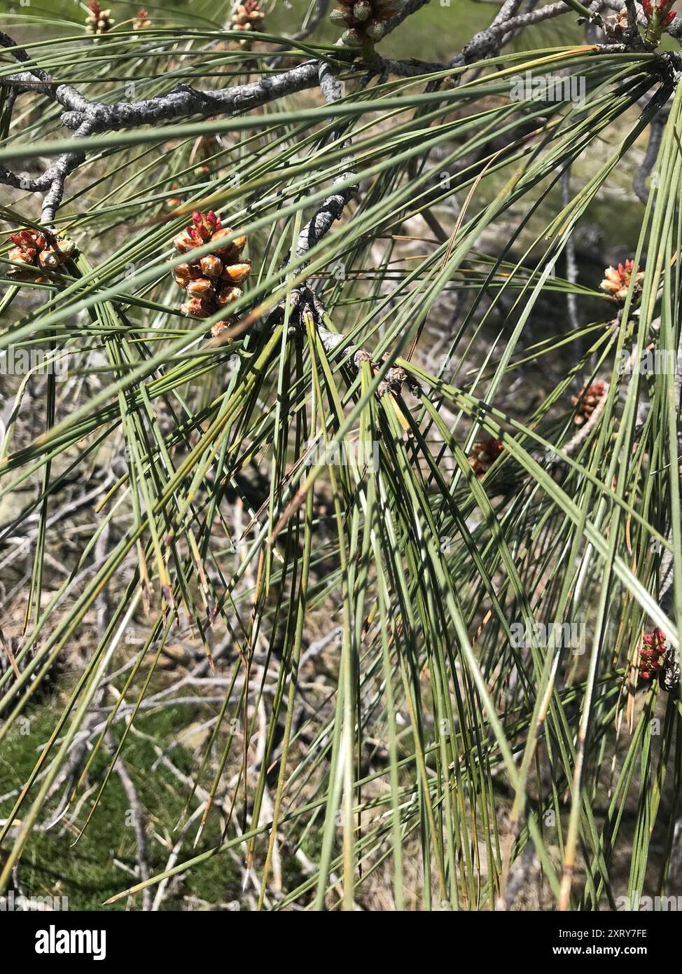 gray pine (Pinus sabiniana) Plantae Stock Photo - Alamy