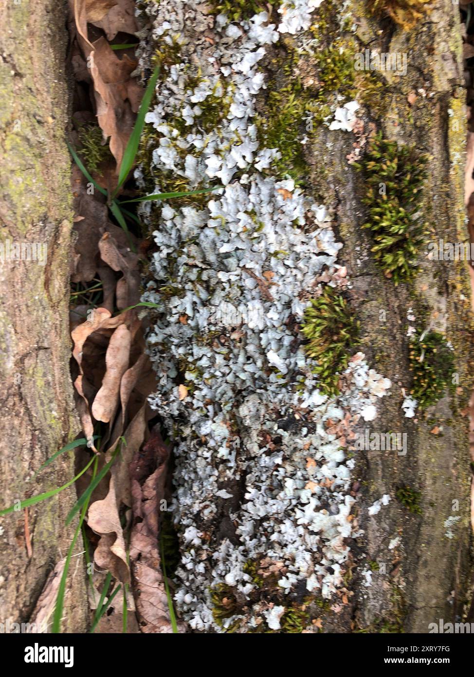 shield lichen (Parmelia sulcata) Fungi Stock Photo - Alamy