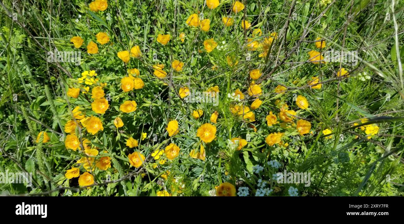 Yellow Flax (Linum rigidum) Plantae Stock Photo - Alamy