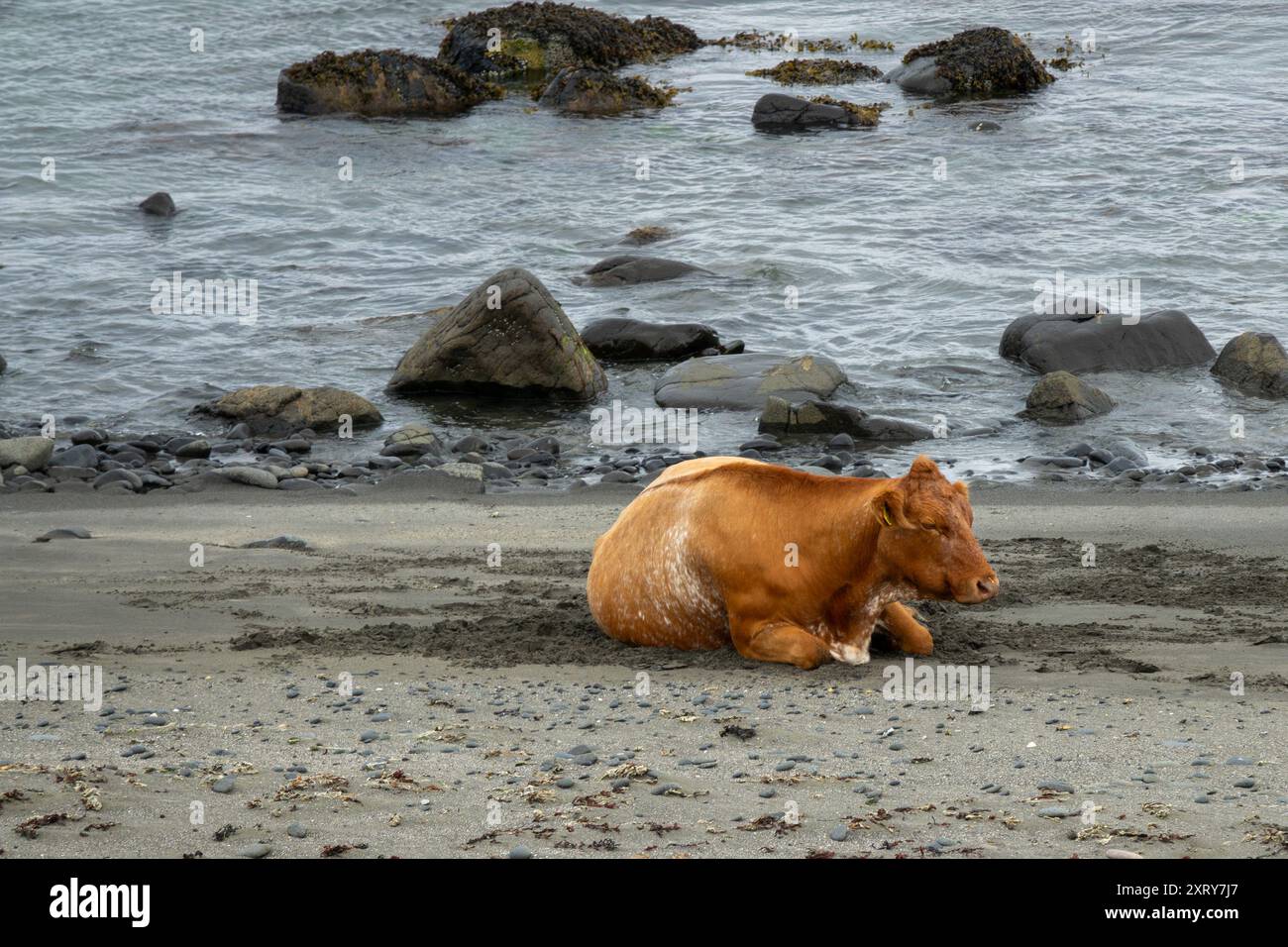 A brown cow is lying down on a sandy beach on Isle of Skye. The scene ...