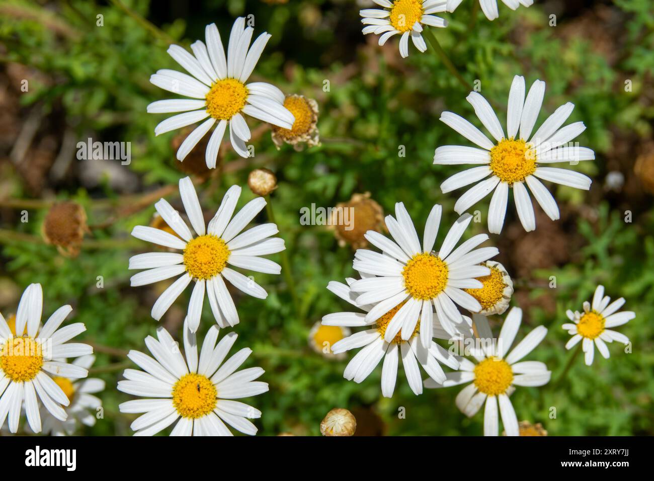 Cluster of delicate daisies hi-res stock photography and images - Alamy