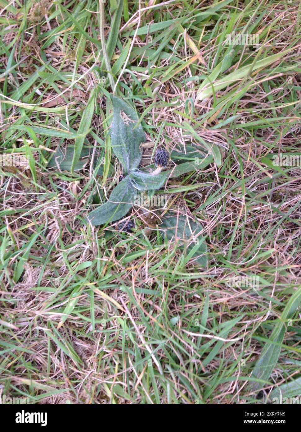 ribwort plantain (Plantago lanceolata) Plantae Stock Photo - Alamy
