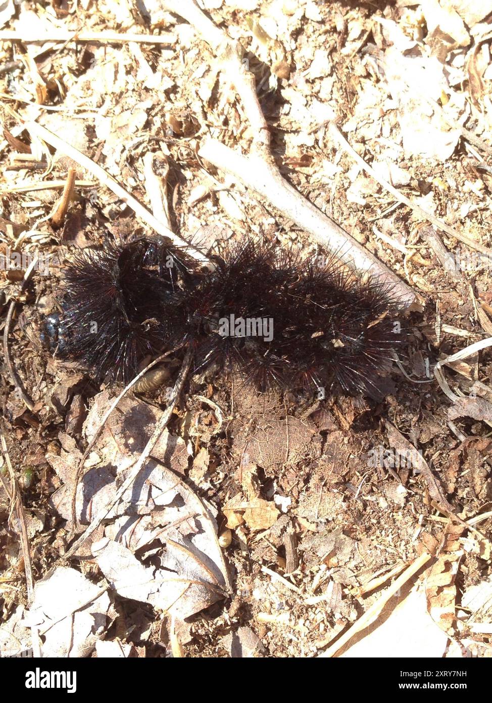 Giant Leopard Moth (Hypercompe scribonia) Insecta Stock Photo - Alamy