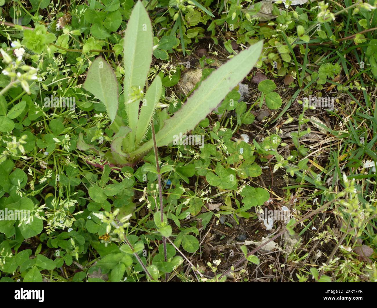 plants (Plantae) Plantae Stock Photo - Alamy