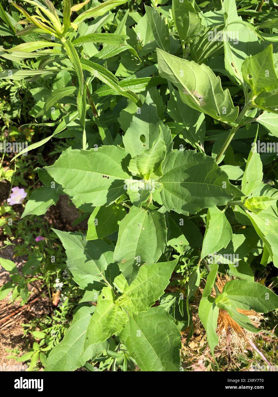 Sumpweed hi-res stock photography and images - Alamy