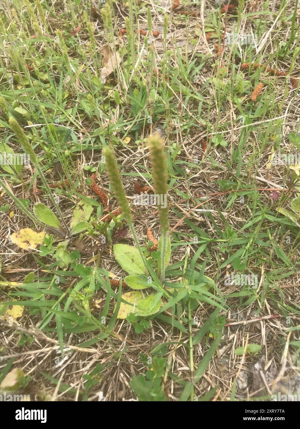 dwarf plantain (Plantago virginica) Plantae Stock Photo - Alamy