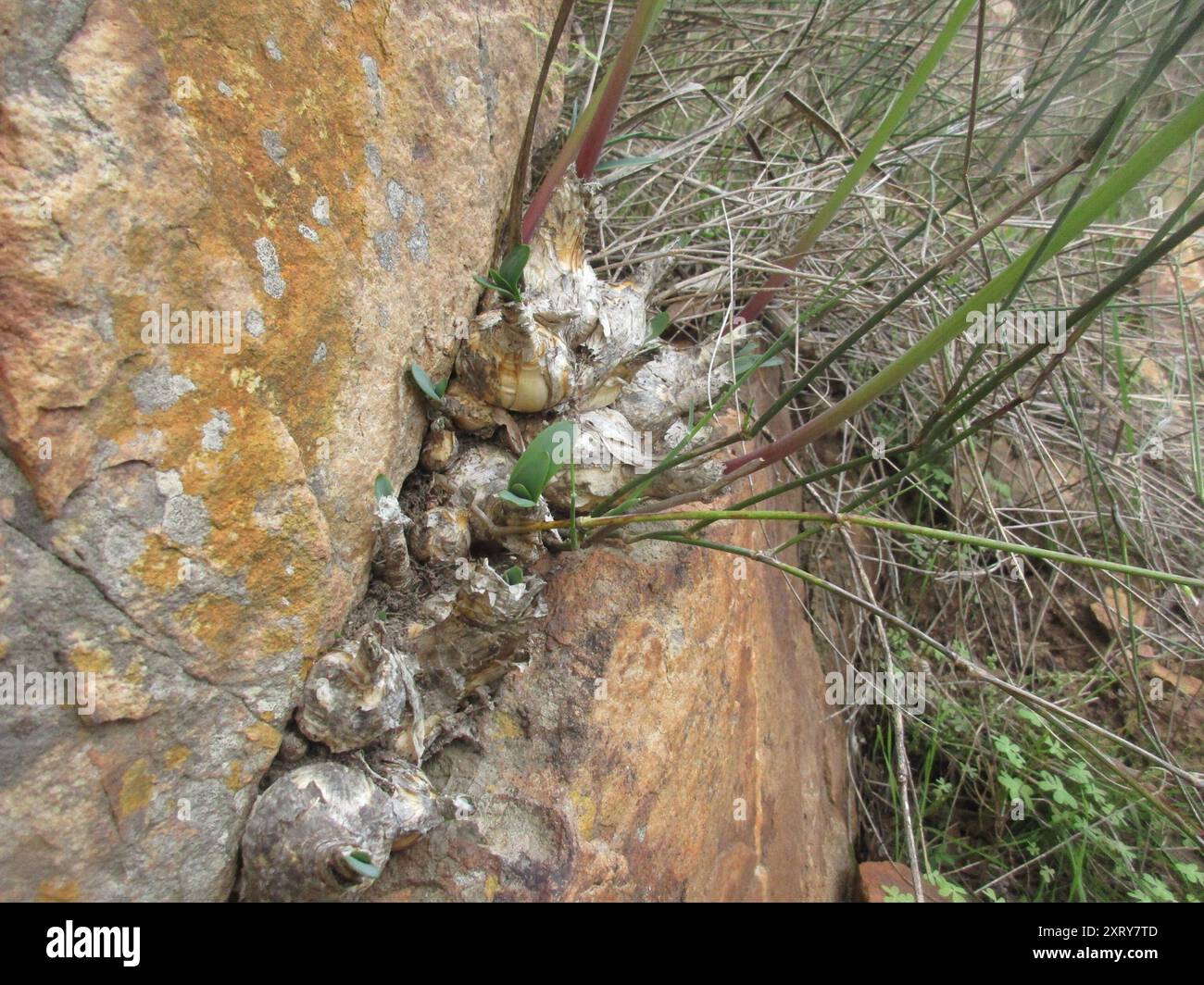 Guernsey lily nerine sarniensis hi-res stock photography and images - Alamy