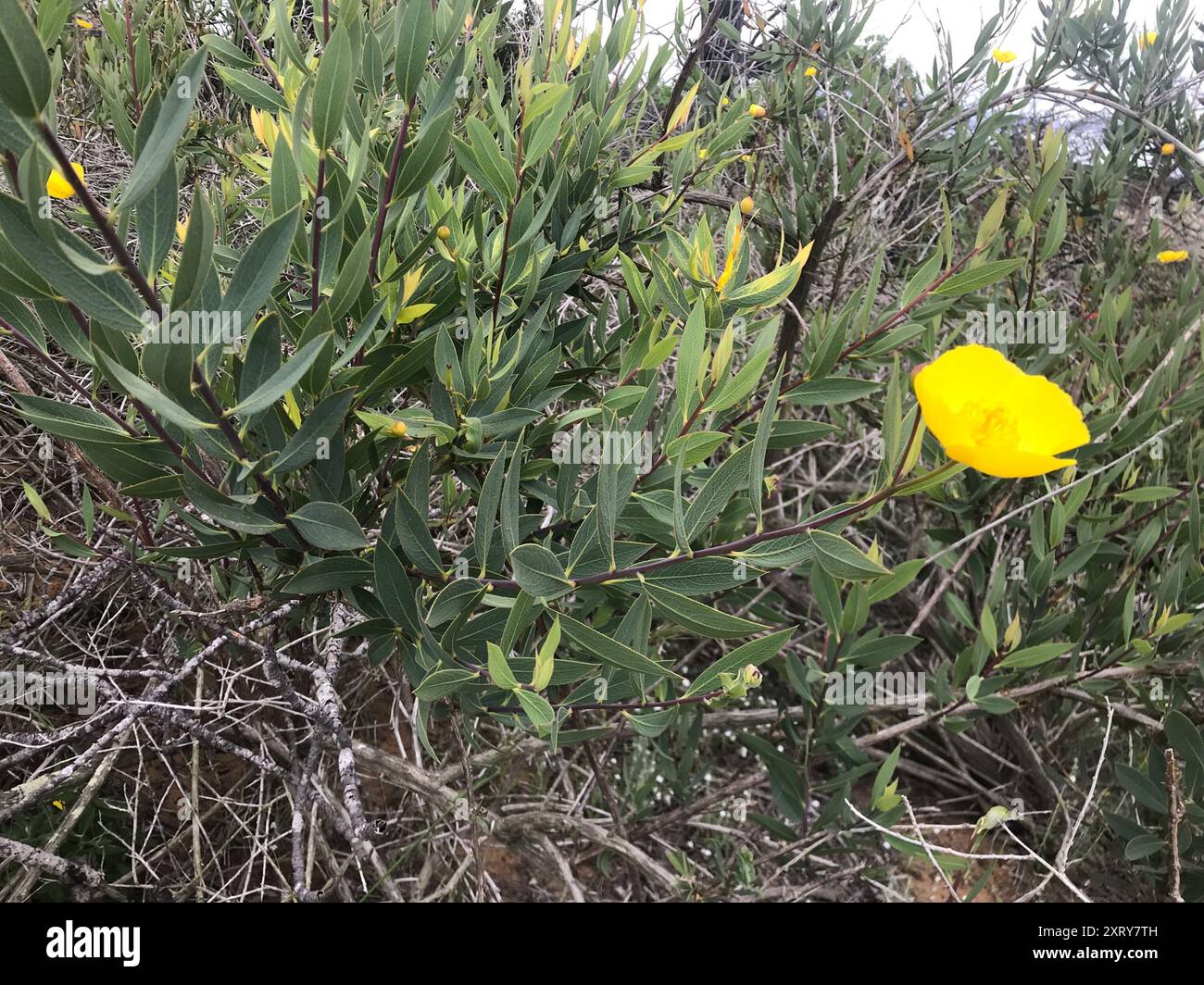 Bush Poppy (Dendromecon rigida) Plantae Stock Photo - Alamy