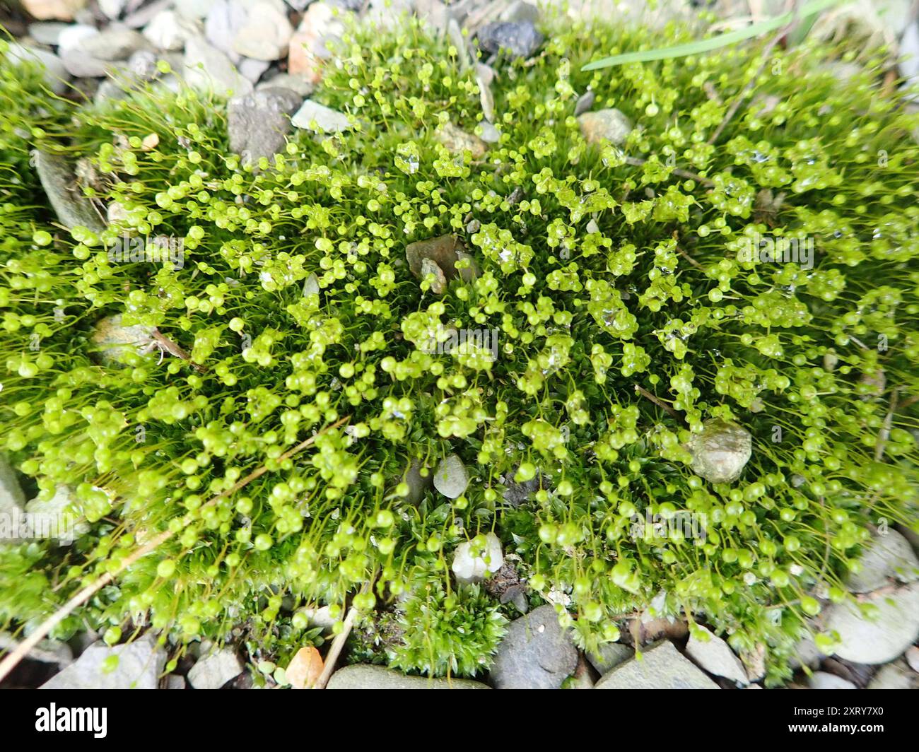 common bladder moss (Physcomitrium pyriforme) Plantae Stock Photo - Alamy