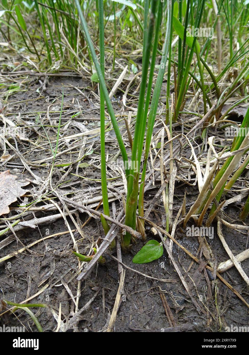 Sharp-flowered Rush (Juncus acutiflorus) Plantae Stock Photo - Alamy