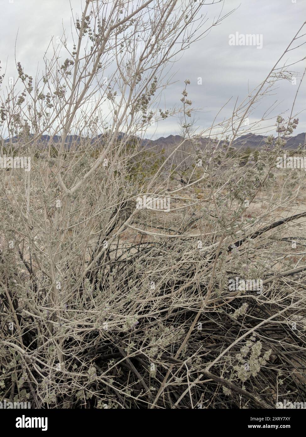 desert lavender (Condea emoryi) Plantae Stock Photo - Alamy