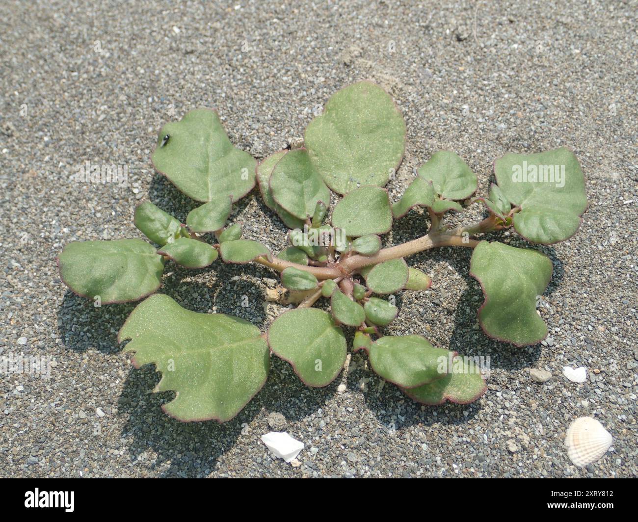 desert horse purslane (Trianthema portulacastrum) Plantae Stock Photo ...