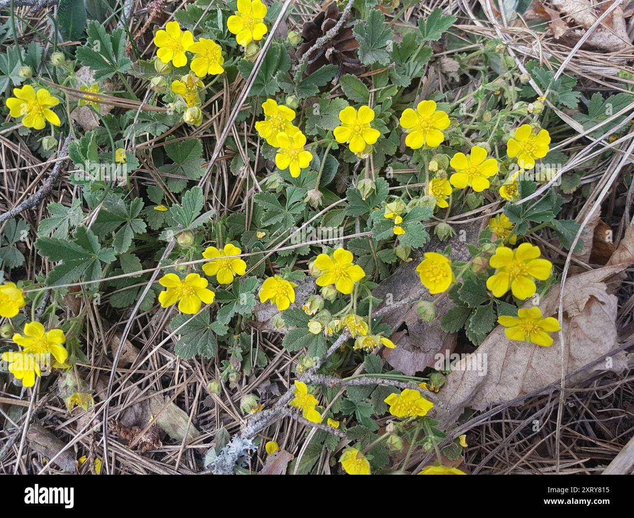 (Potentilla incana) Plantae Stock Photo - Alamy