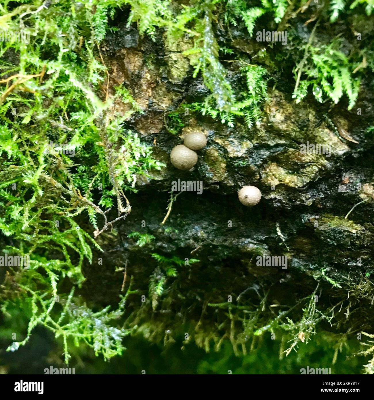 Wolf's Milk (Lycogala epidendrum) Protozoa Stock Photo - Alamy
