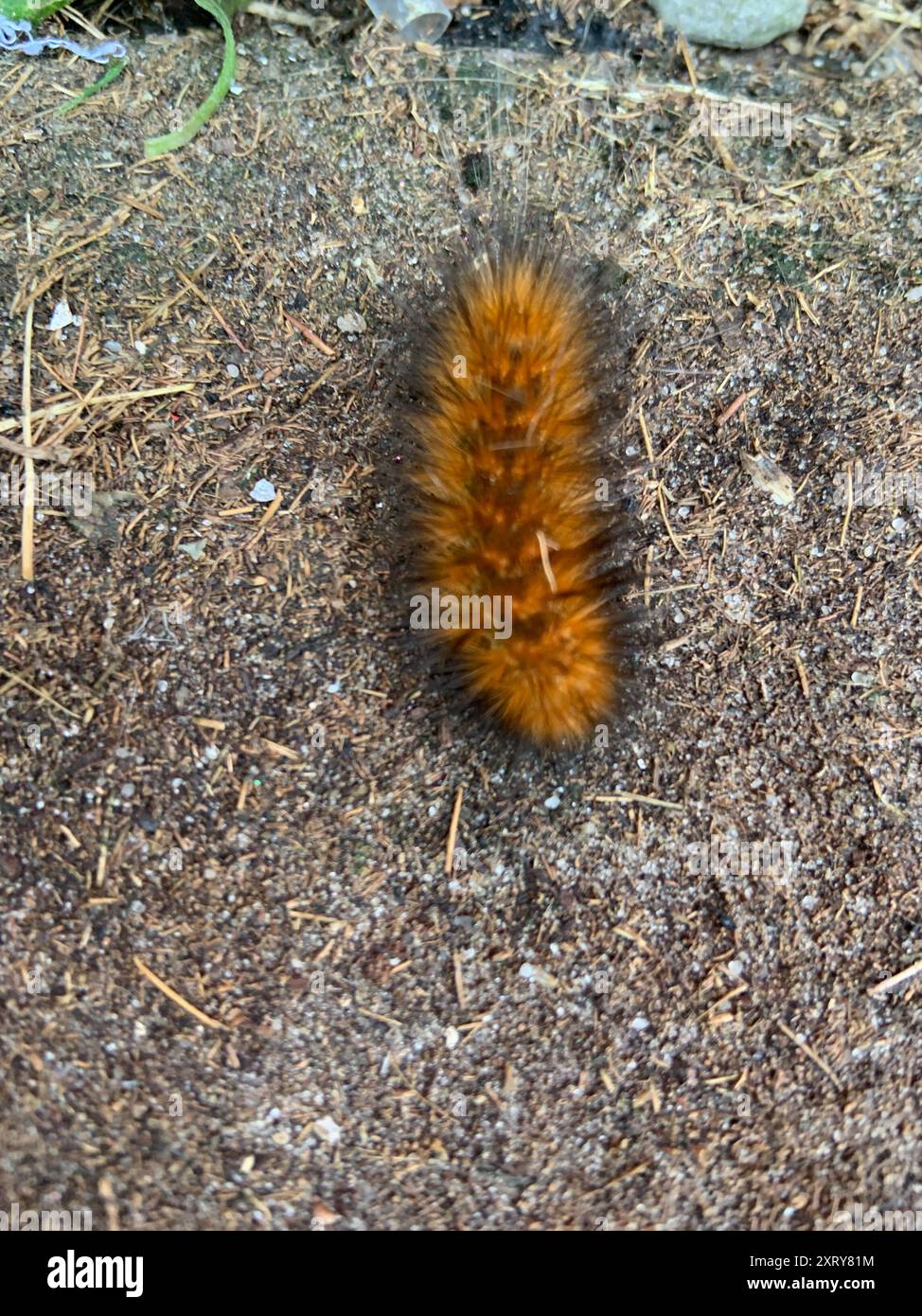 Salt Marsh Moth (Estigmene acrea) Insecta Stock Photo - Alamy