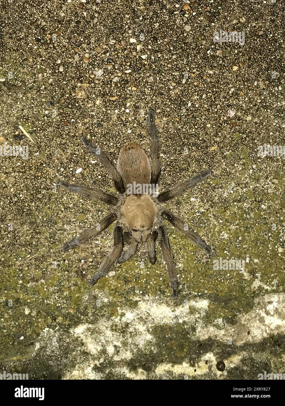 Texas Brown Tarantula (Aphonopelma hentzi) Arachnida Stock Photo - Alamy