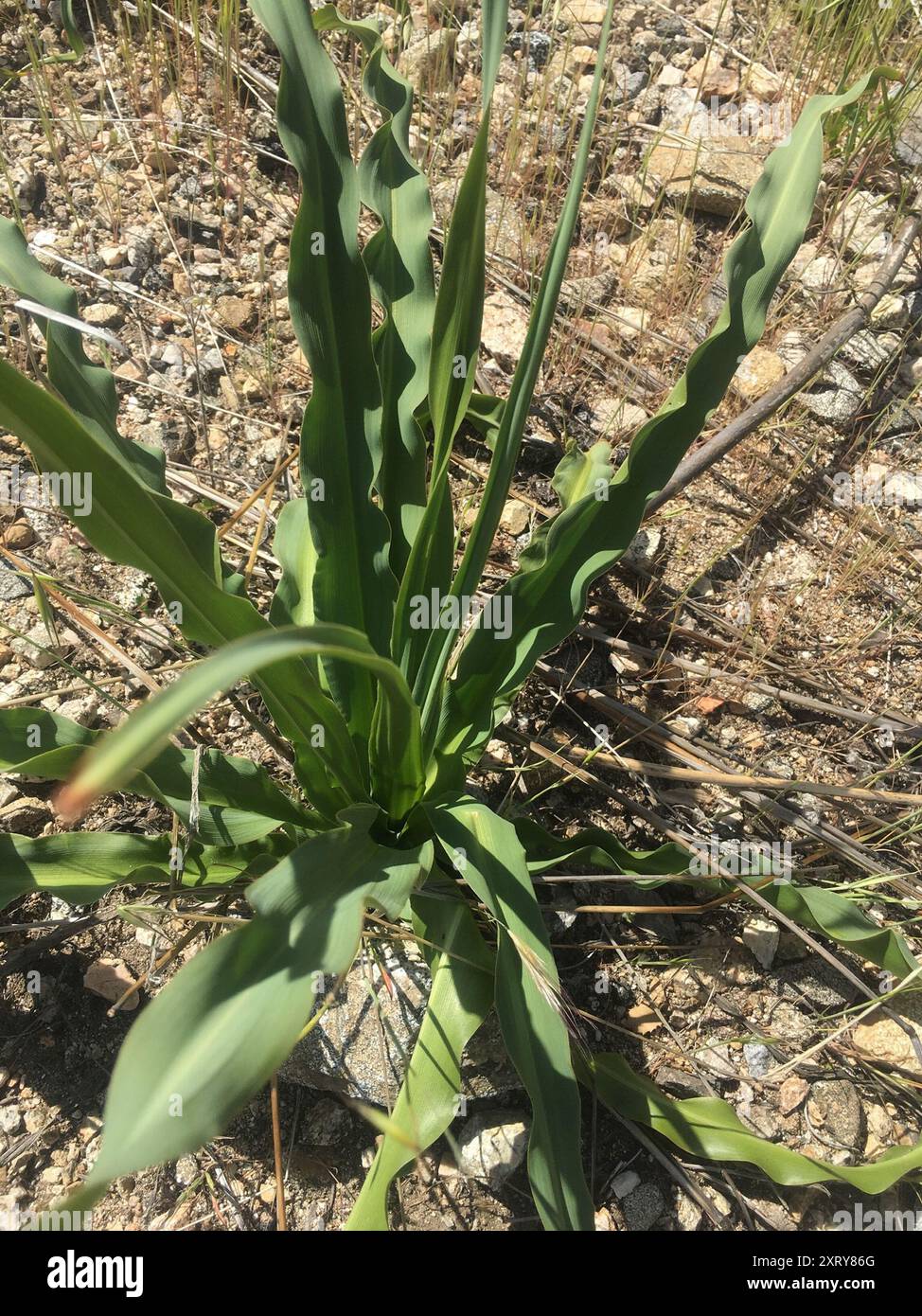 wavy-leafed soap plant (Chlorogalum pomeridianum) Plantae Stock Photo ...