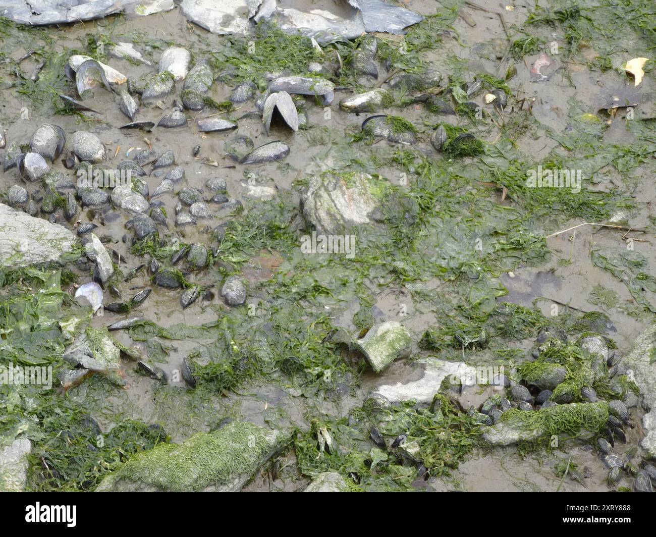 Atlantic Ribbed Mussel (Geukensia demissa) Mollusca Stock Photo - Alamy