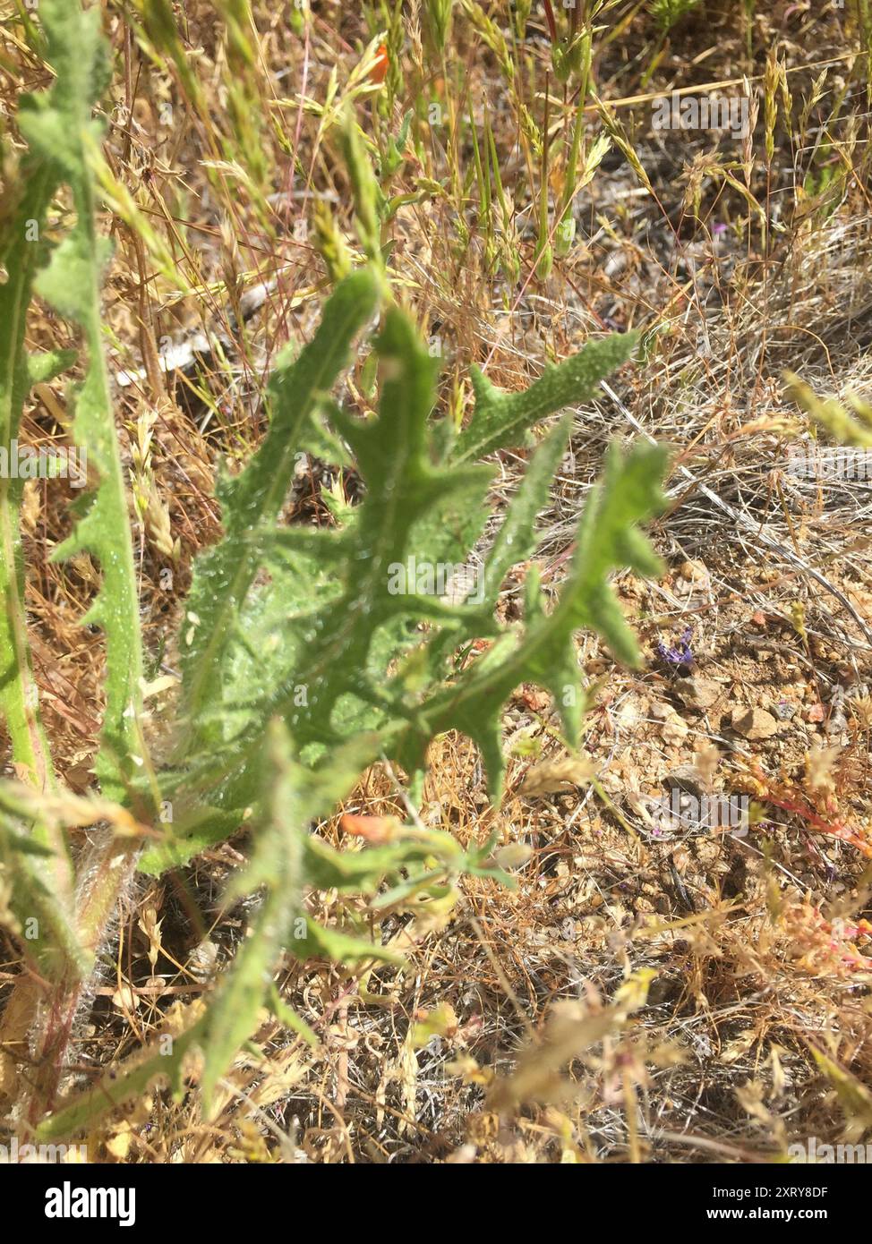 blessed thistle (Centaurea benedicta) Plantae Stock Photo - Alamy