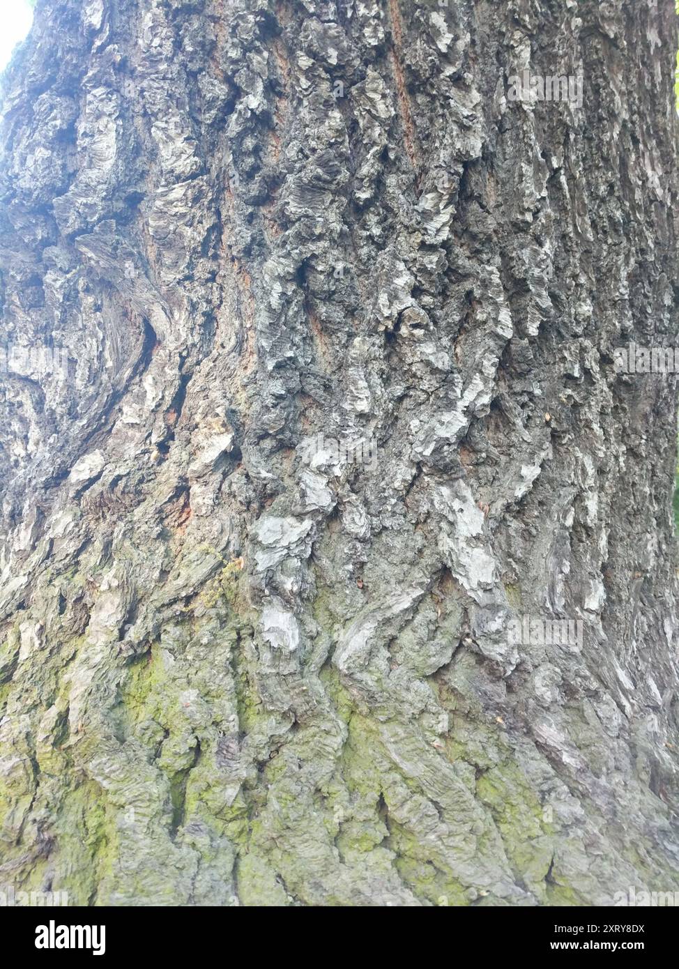 English oak (Quercus robur) Plantae Stock Photo - Alamy