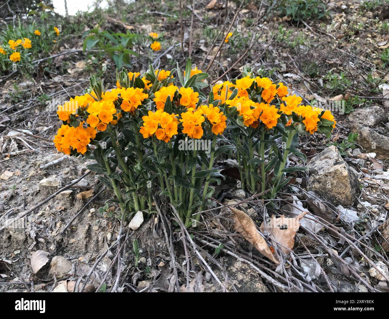 stoneseeds, puccoons, and gromwells (Lithospermum) Plantae Stock Photo ...