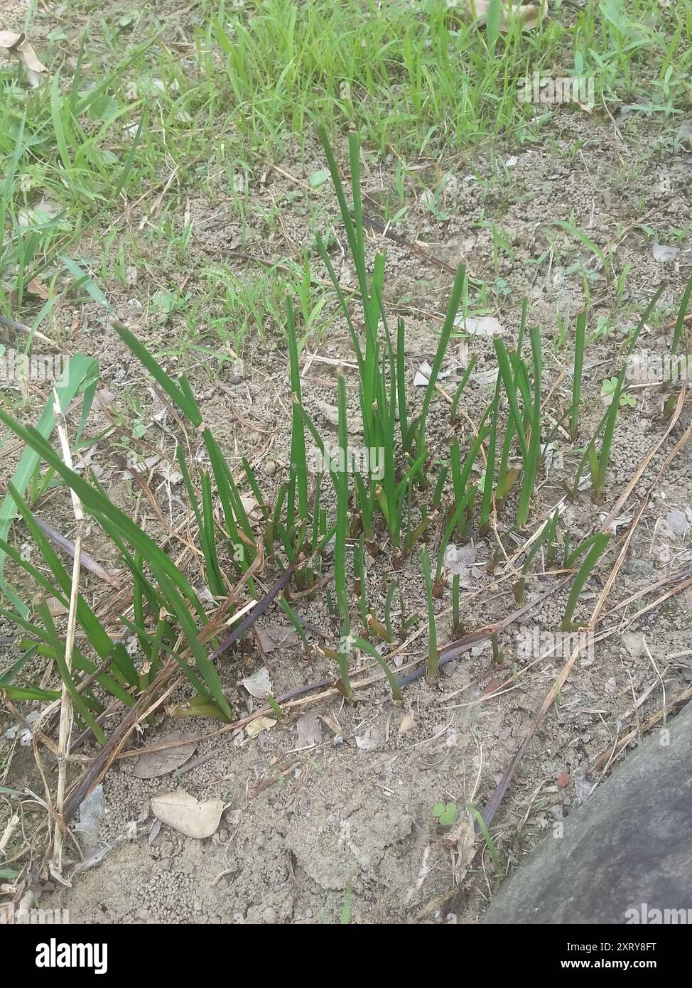 monocots (Liliopsida) Plantae Stock Photo - Alamy