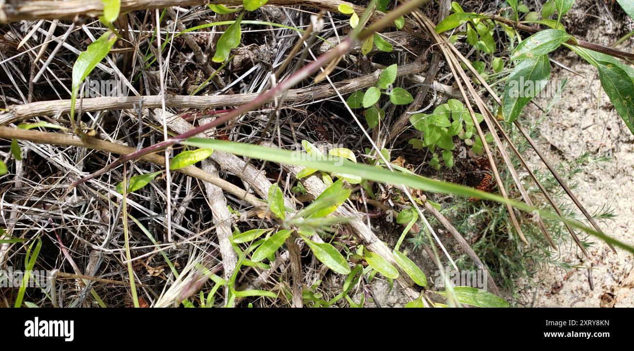 smallflower melicgrass (Melica imperfecta) Plantae Stock Photo - Alamy