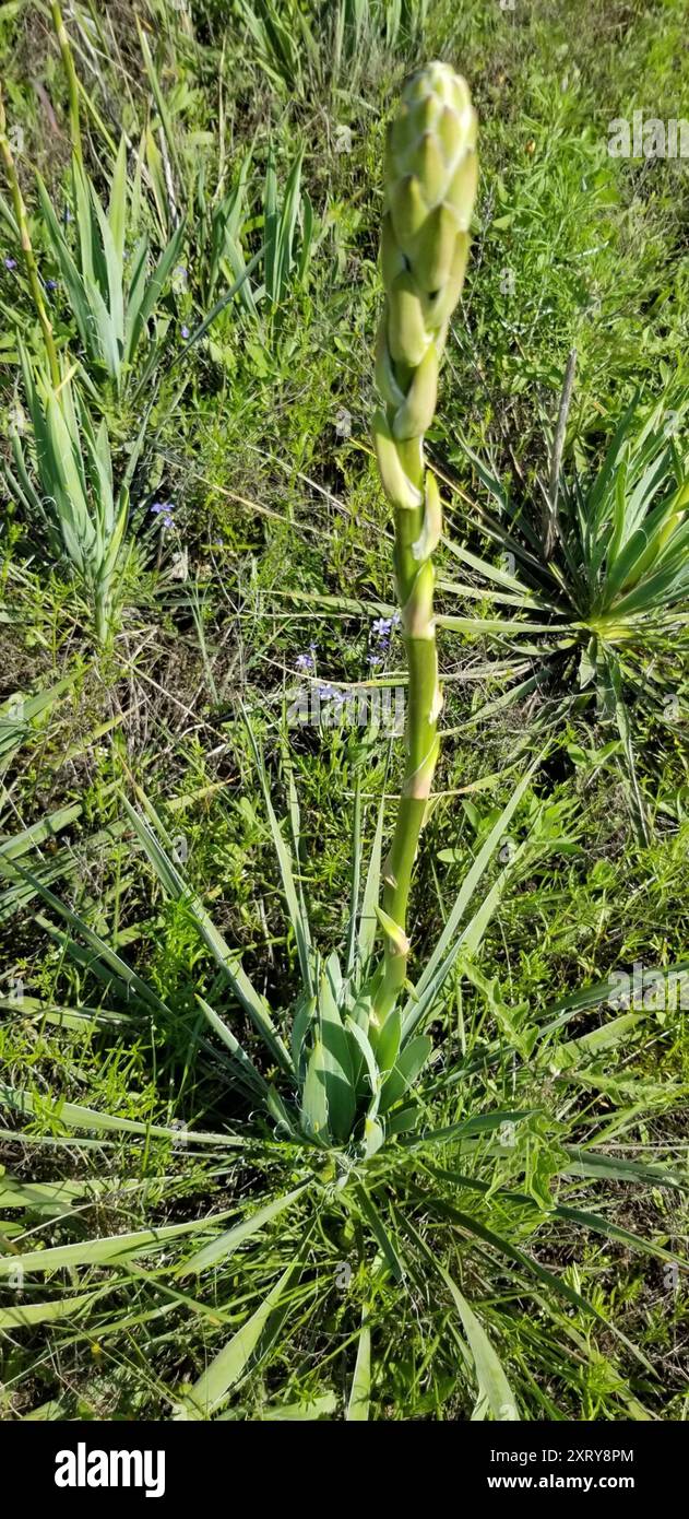 Yucca arkansana hi-res stock photography and images - Alamy