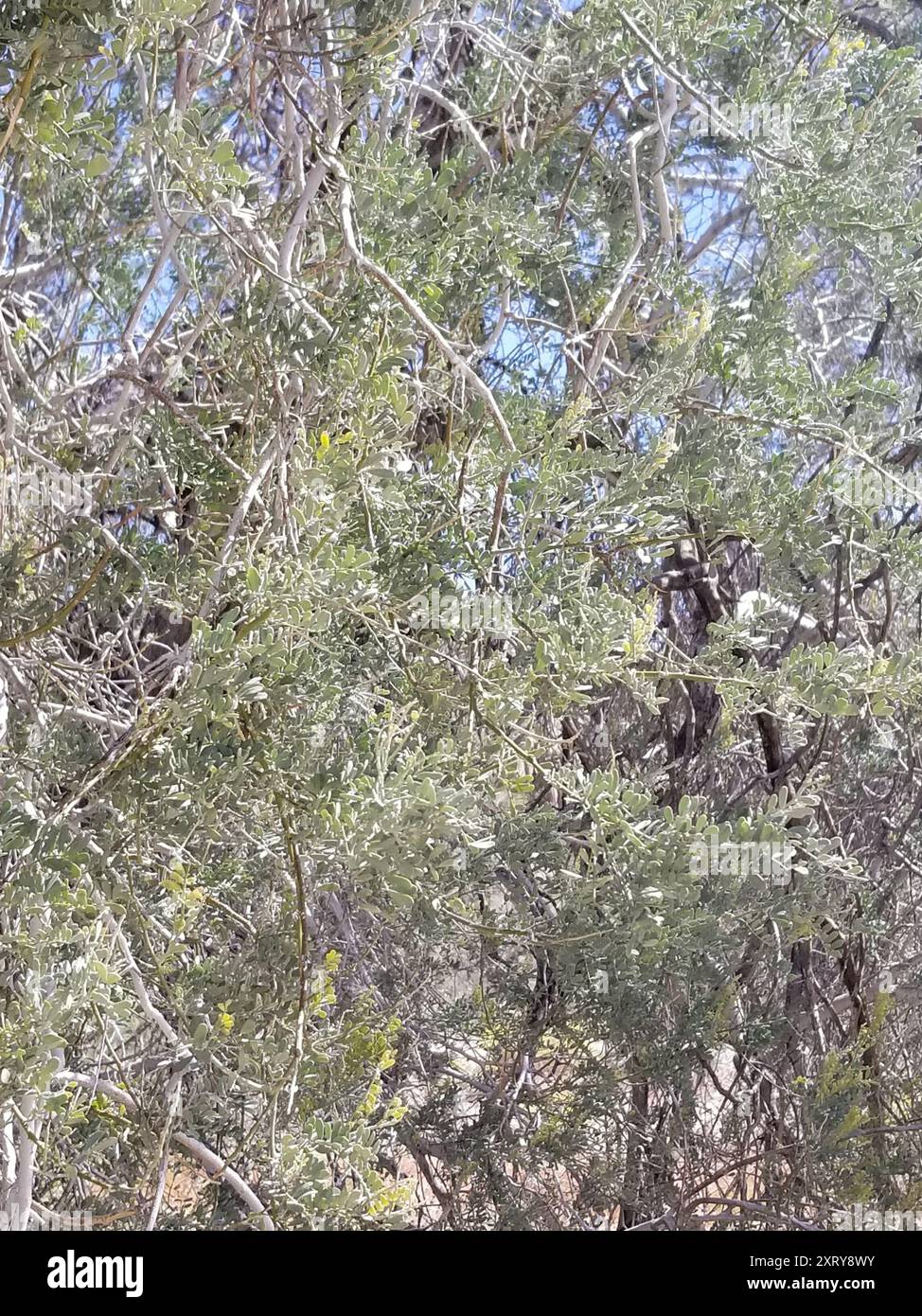desert ironwood (Olneya tesota) Plantae Stock Photo - Alamy