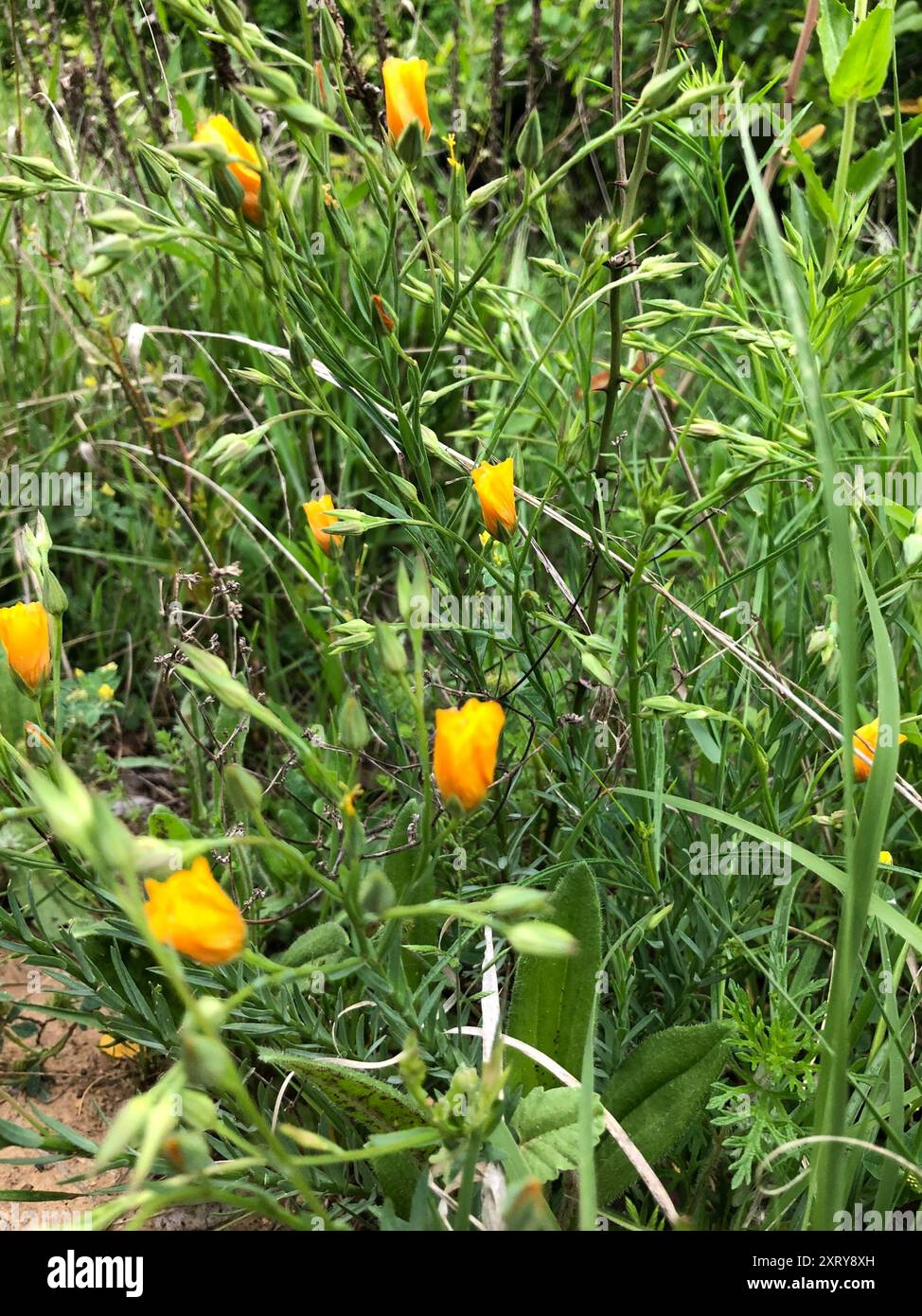 Yellow Flax (Linum rigidum) Plantae Stock Photo - Alamy