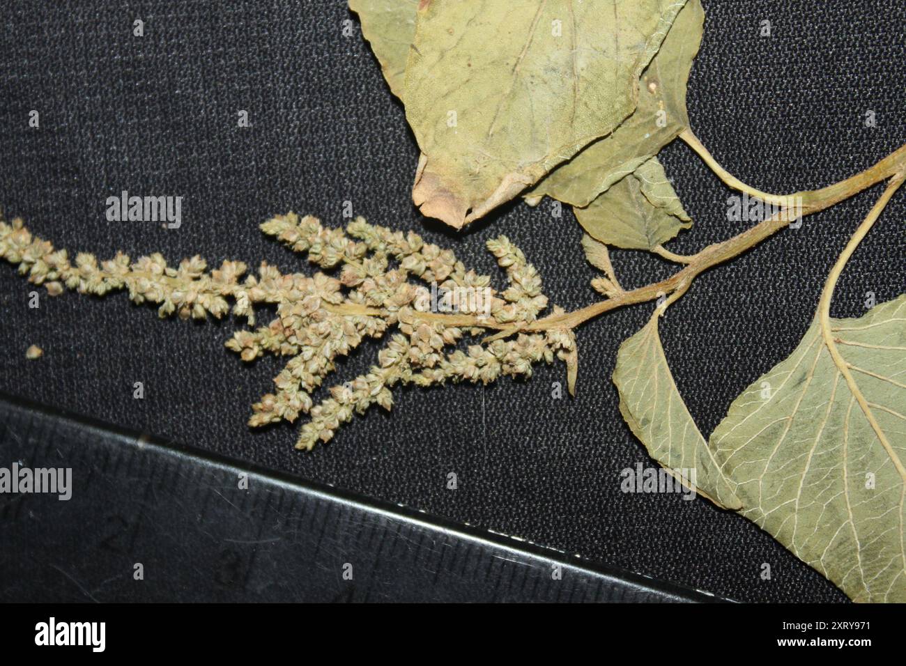 green amaranth (Amaranthus viridis) Plantae Stock Photo - Alamy