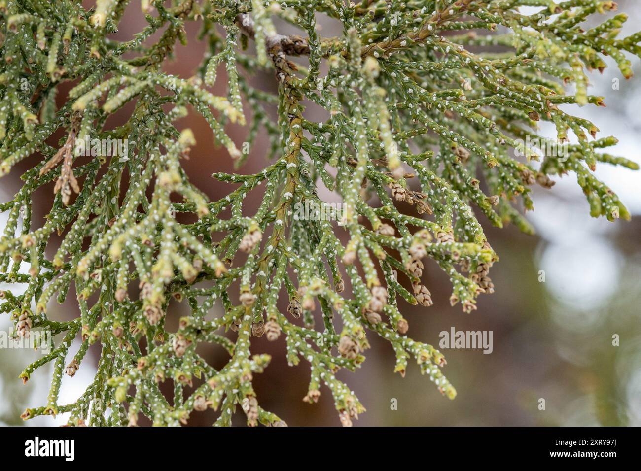 alligator juniper (Juniperus deppeana) Plantae Stock Photo - Alamy