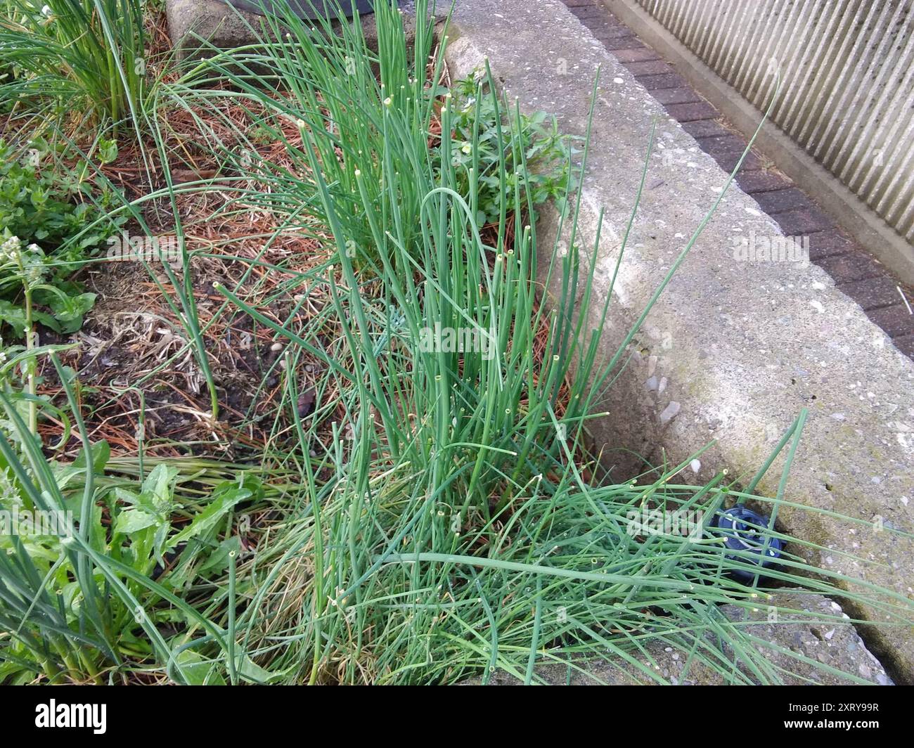 wild garlic (Allium vineale) Plantae Stock Photo - Alamy