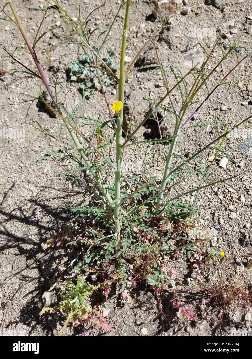 California primrose (Eulobus californicus) Plantae Stock Photo - Alamy