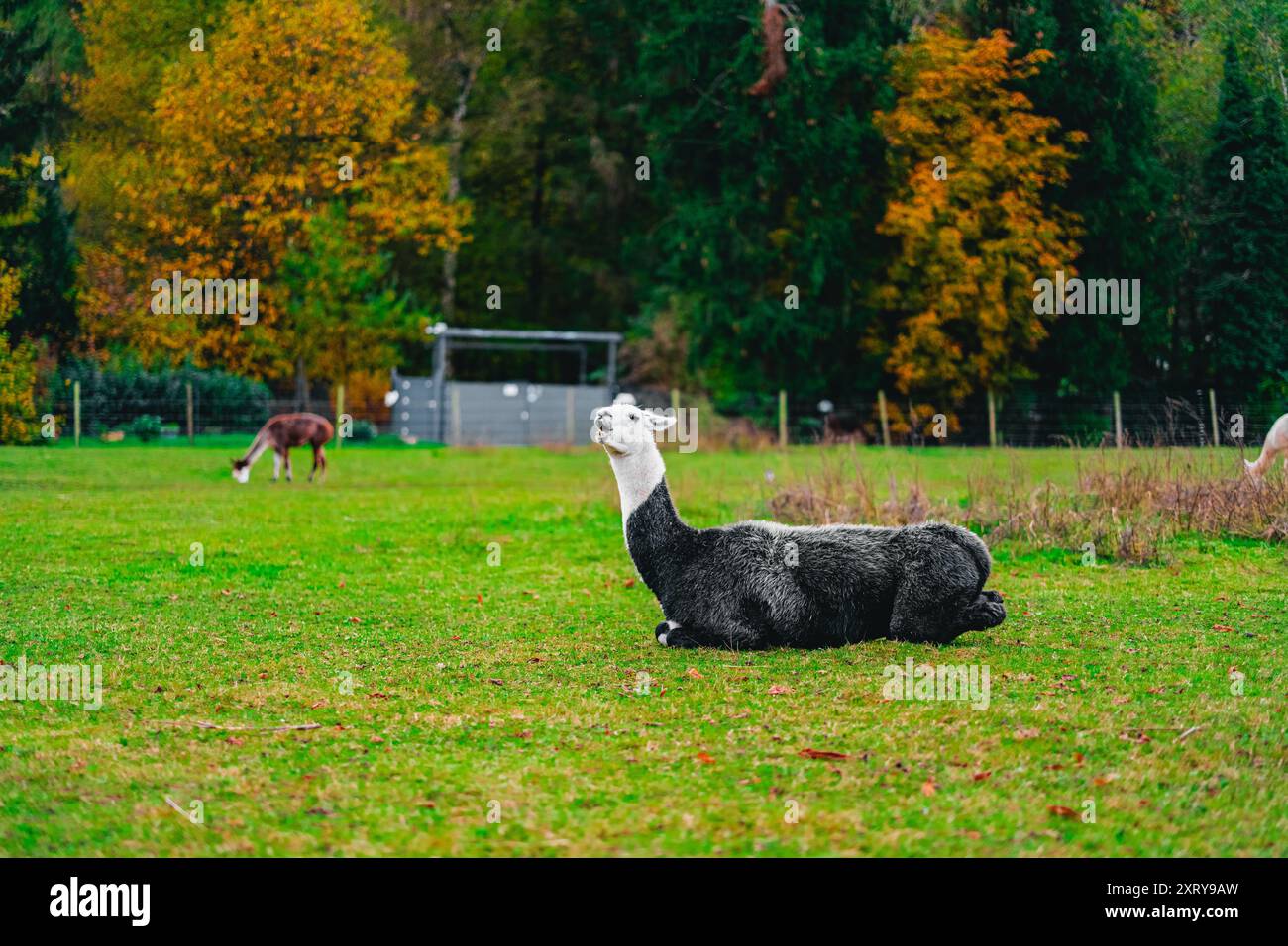 Big Black and White Alpaca Lying on the Green Pasture Grass with Opened ...