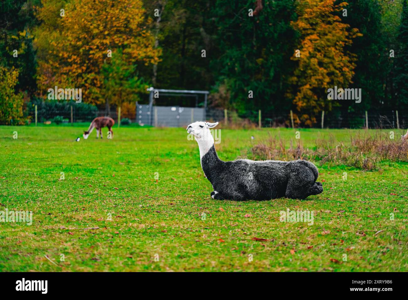 Black and White Alpaca Lying on the Green Pasture Gras Stock Photo - Alamy