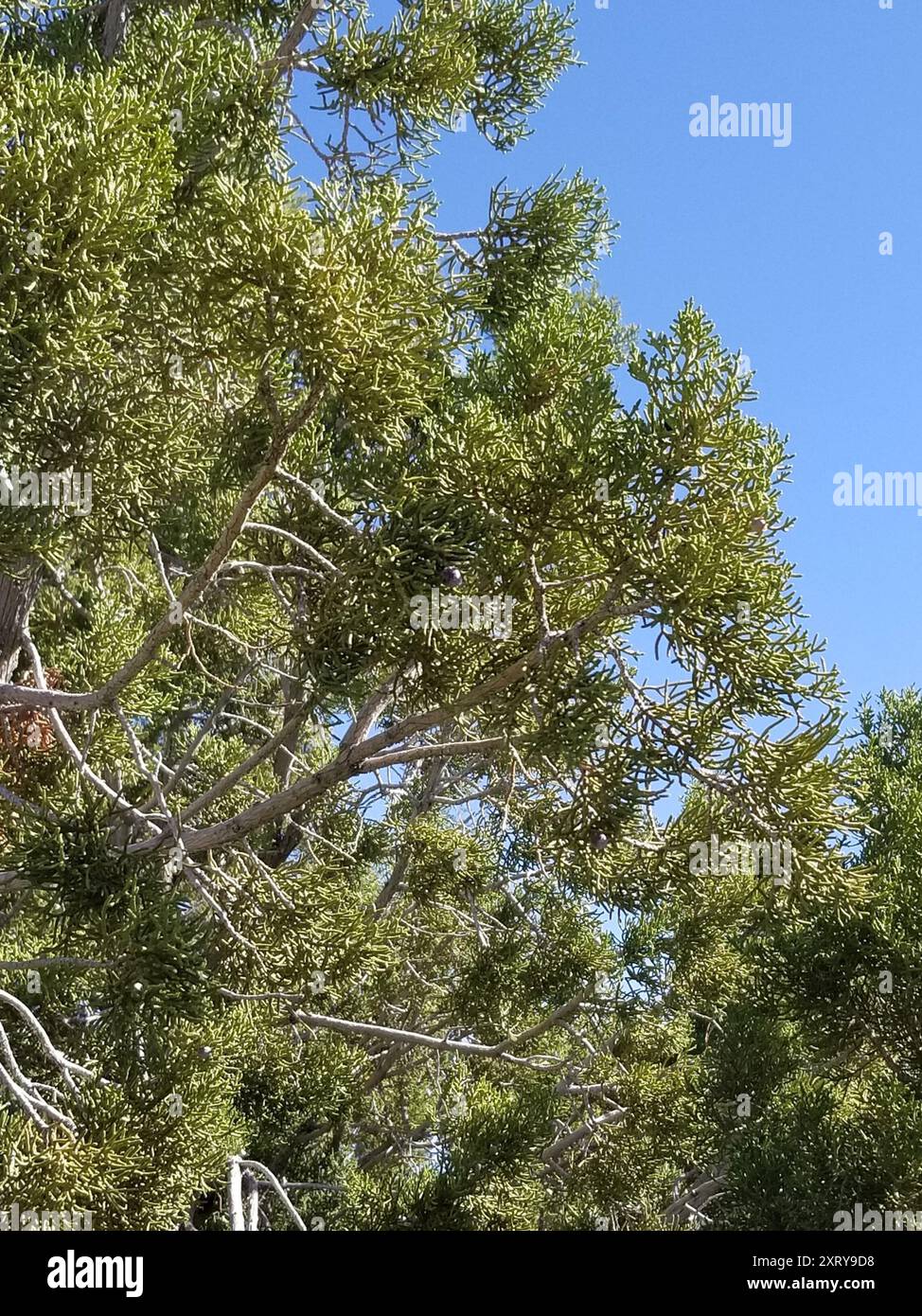 California juniper (Juniperus californica) Plantae Stock Photo - Alamy